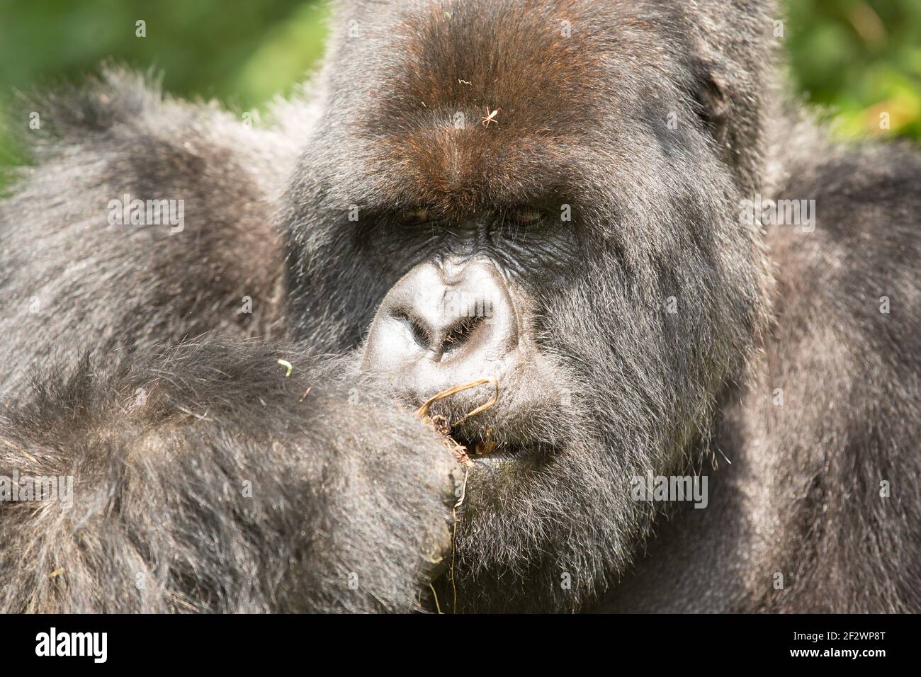 Silverback Mountain Gorilla (Gorilla beringei beringei) from Sosa Group ...