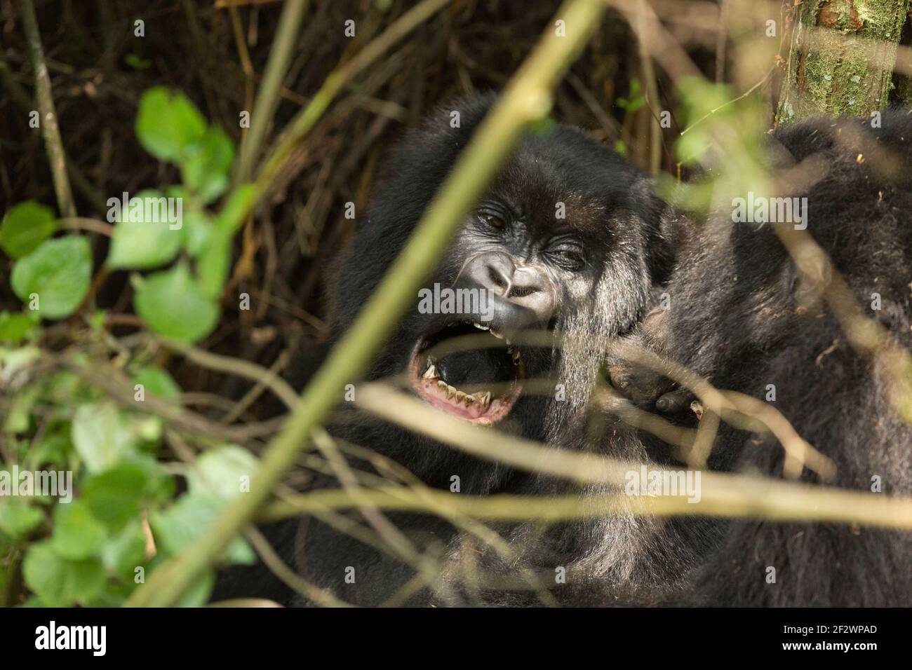 Young Adolescent Gorilla (Gorilla beringei beringei) from Sosa Group in ...