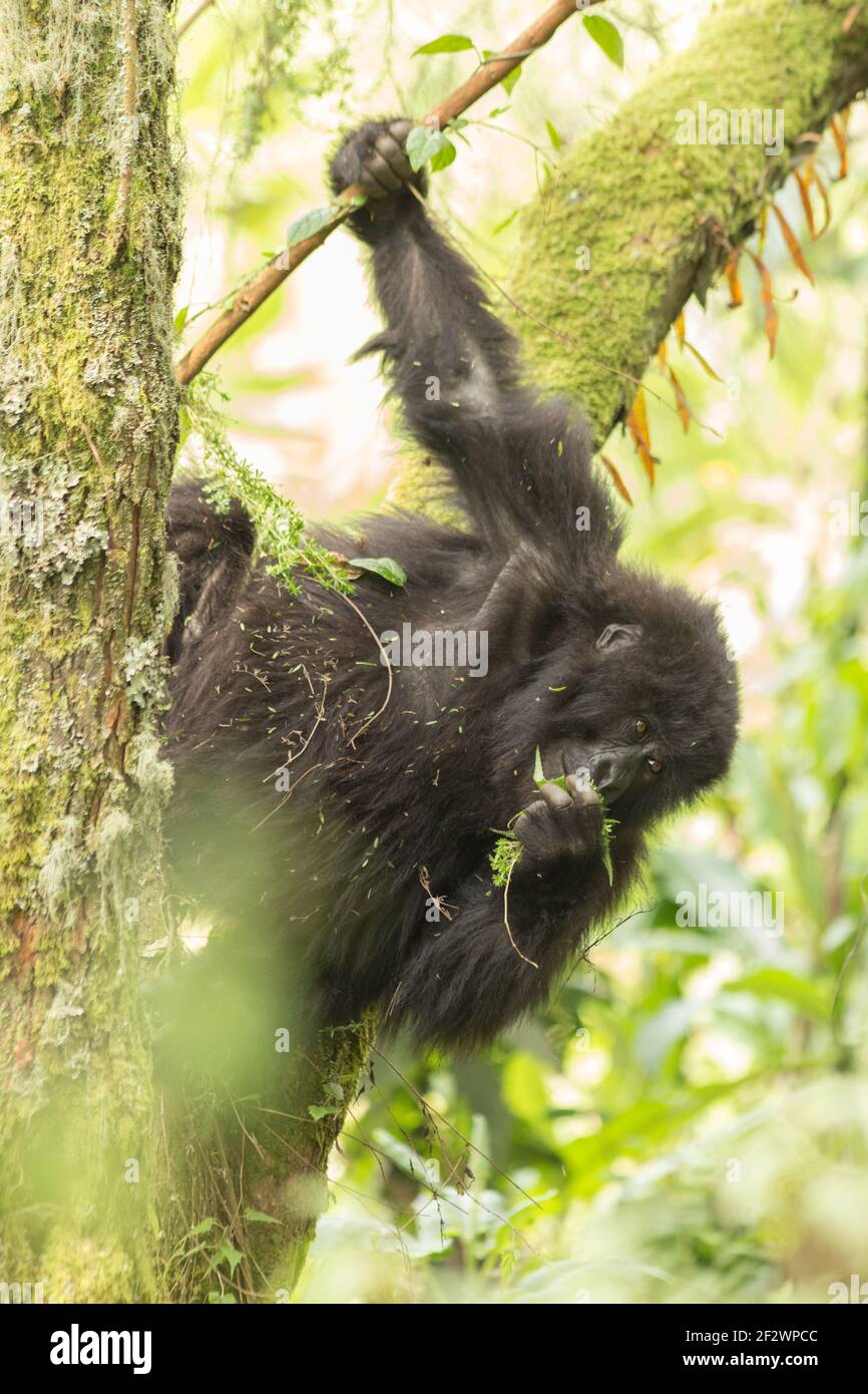 Young Adolescent Gorilla (Gorilla beringei beringei) from Sosa Group in ...