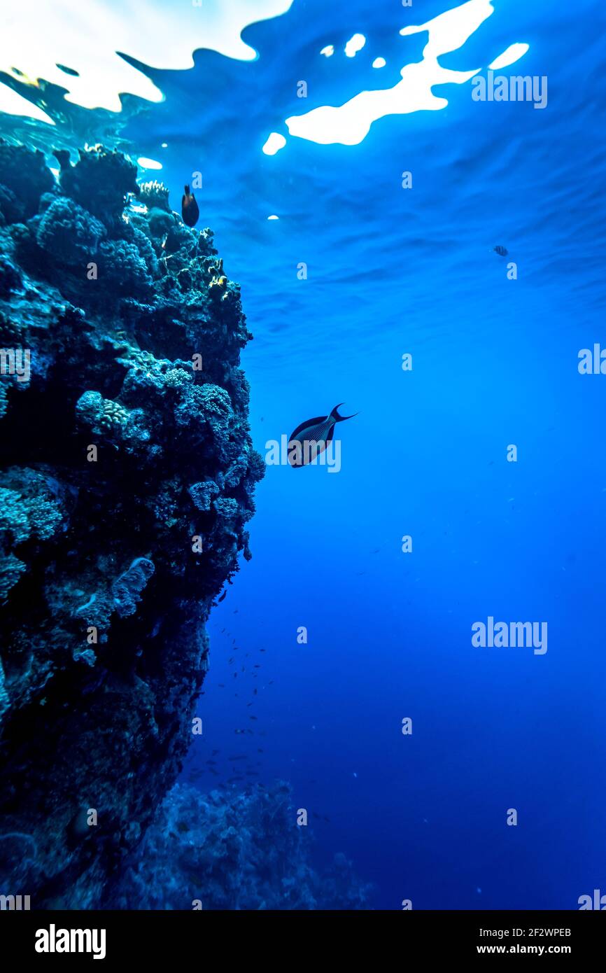 The deep blue water of the red sea Stock Photo - Alamy