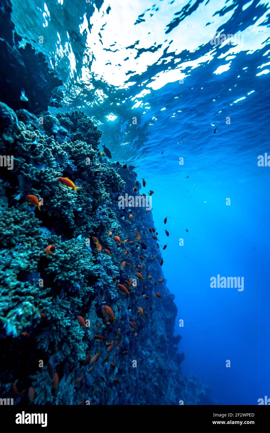 The deep blue water of the red sea Stock Photo - Alamy