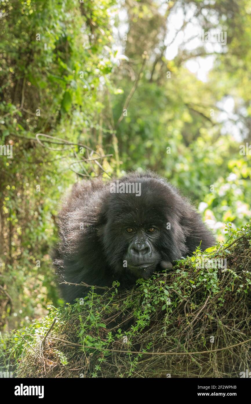 Young Adolescent Mountain Gorilla (Gorilla beringei beringei) from Sosa ...