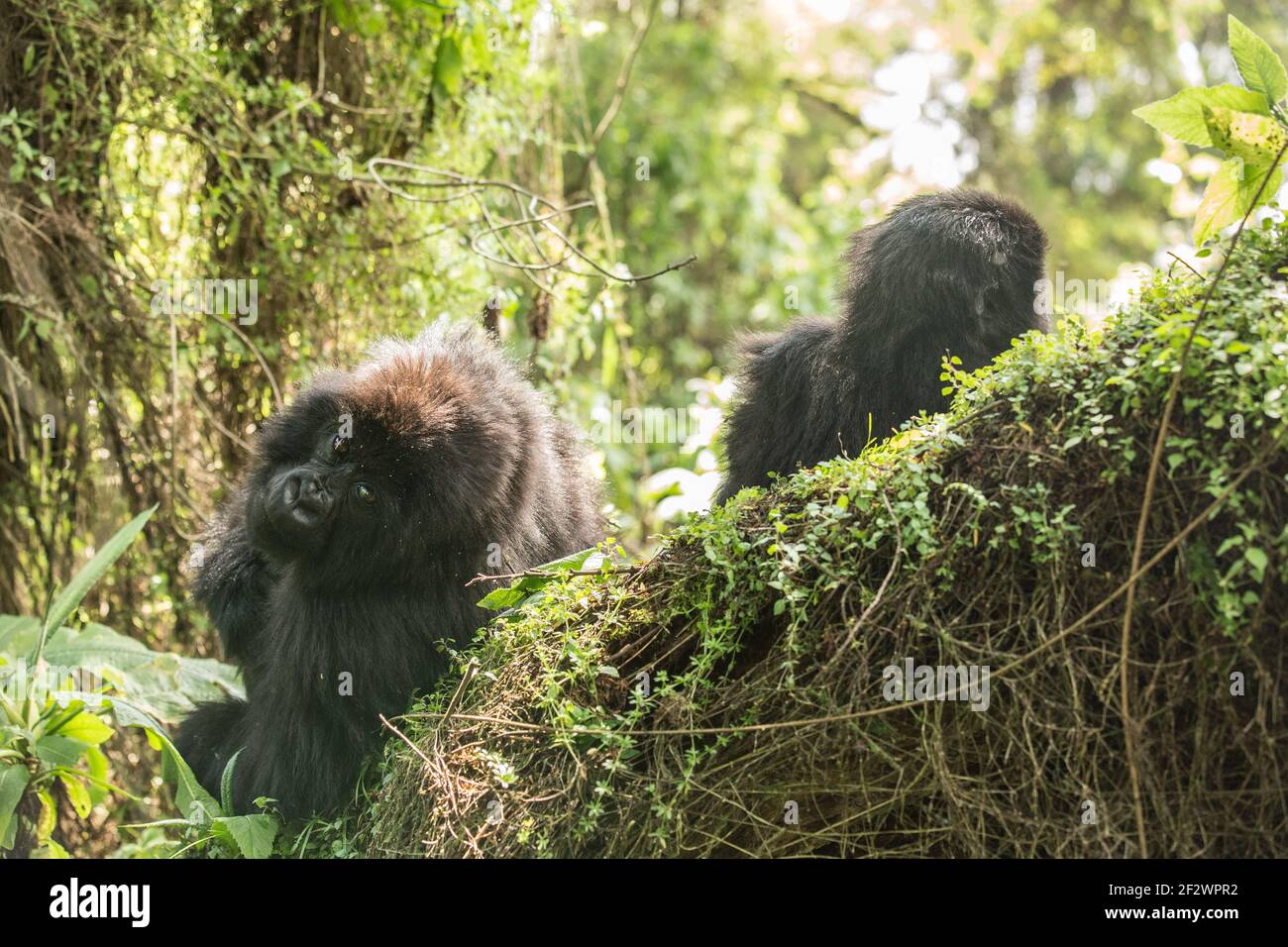 Young Adolescent Mountain Gorilla (Gorilla beringei beringei) from Sosa ...