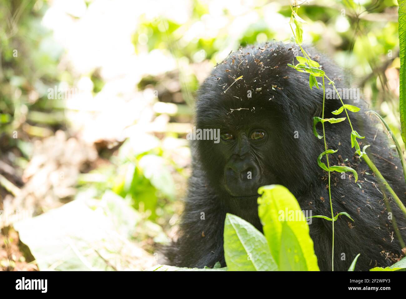 Young Adolescent Mountain Gorilla (Gorilla beringei beringei) from Sosa ...