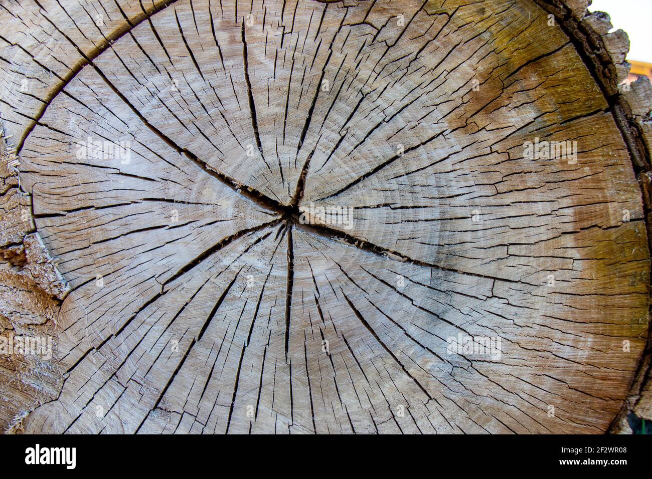 Ideal round cut down tree with annual rings and cracks. Wooden texture ...