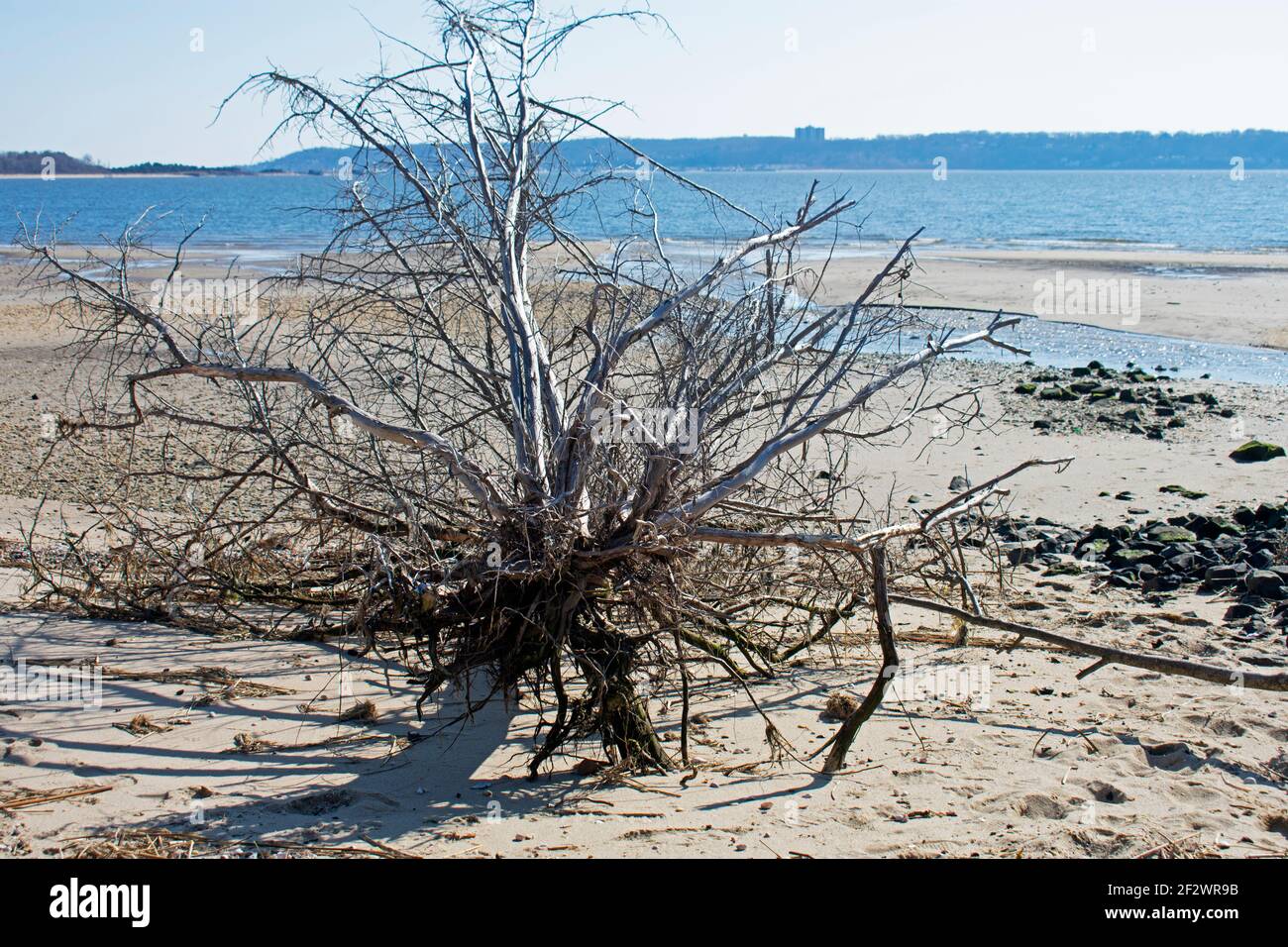 Dead tree casts its shadow on a sandy stretch of beach on the bay side ...