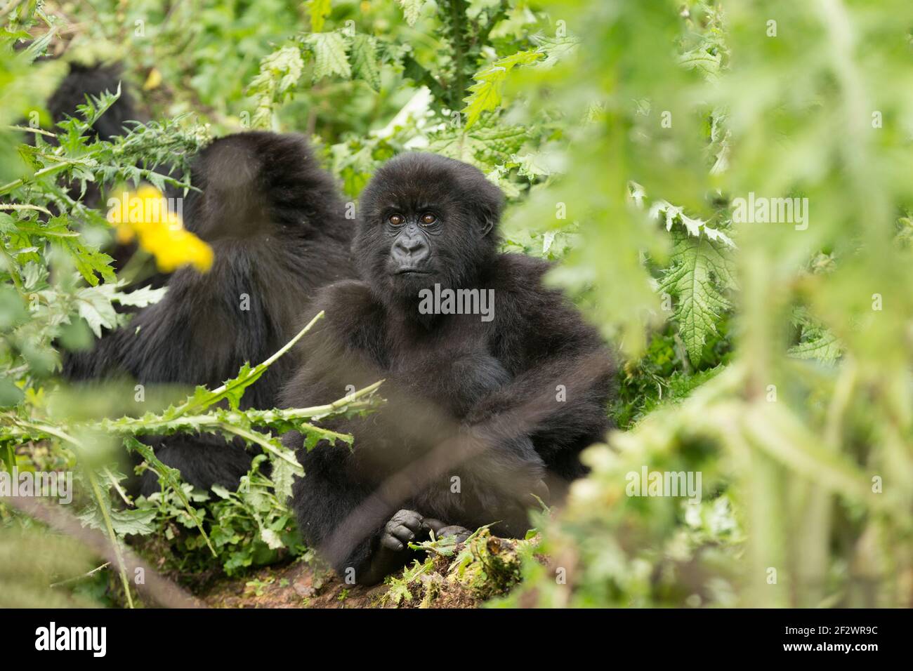 Young Adolescent Mountain Gorillas (Gorilla beringei beringei) from ...