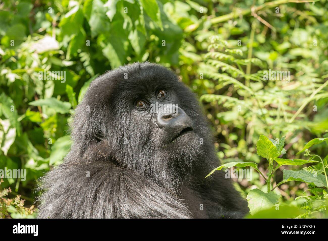 Hirwa roup hi-res stock photography and images - Alamy