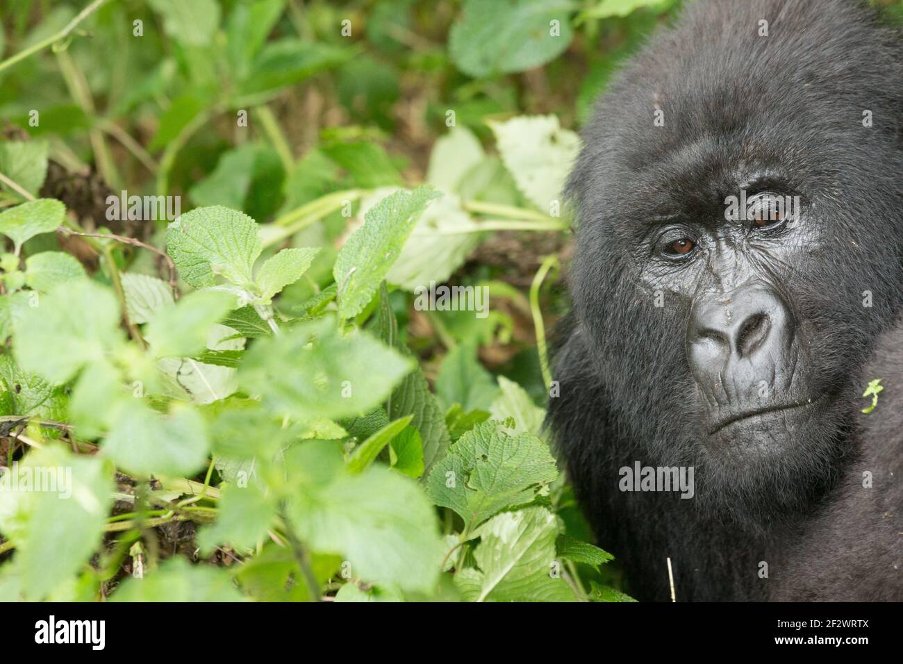 Hirwa gorilla hi-res stock photography and images - Alamy