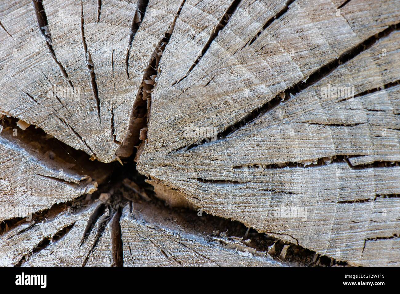 End grain pattern hi-res stock photography and images - Alamy