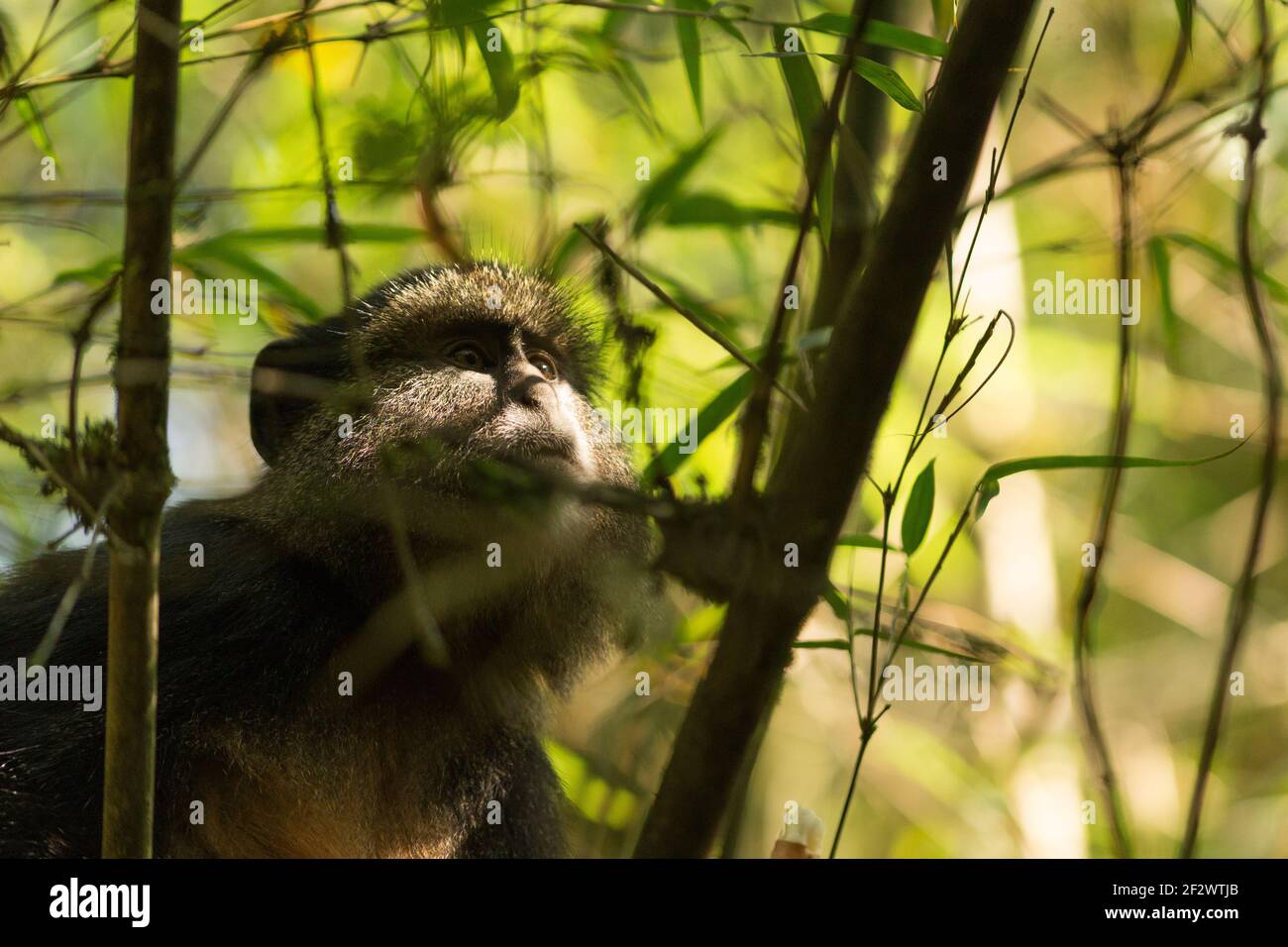 Golden monkey (Cercopithecus kandti) in Volcanoes National Park (Parc ...