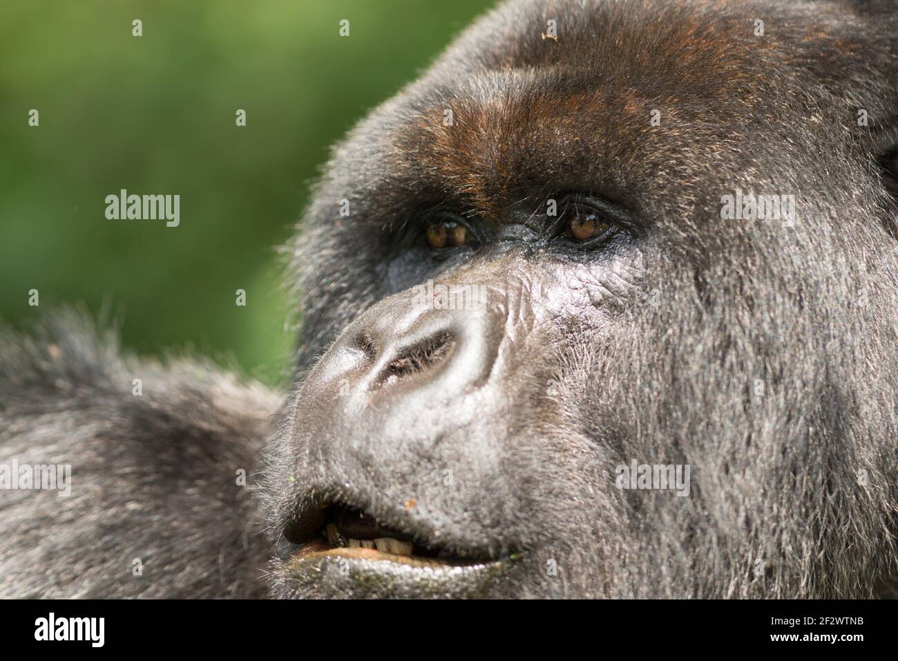 Silverback Mountain Gorilla (Gorilla beringei beringei) from Sosa Group ...