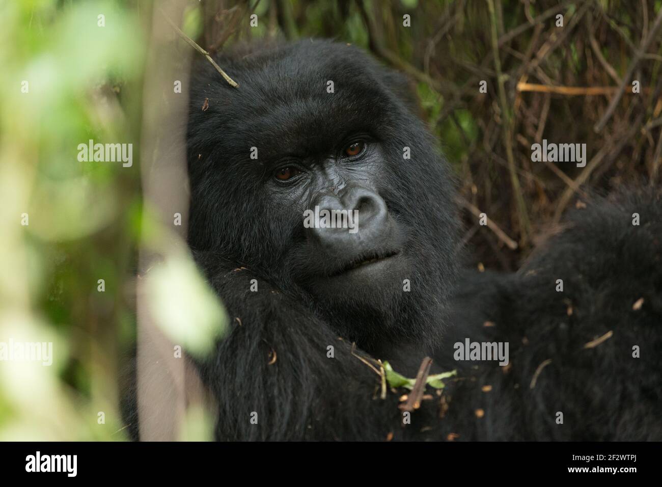 Adult Mountain Gorilla (Gorilla beringei beringei) from Sosa Group in ...