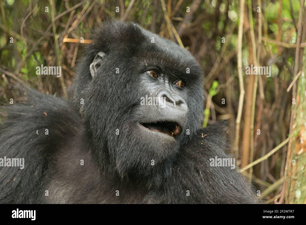 Adult Mountain Gorilla (Gorilla beringei beringei) from Sosa Group in ...