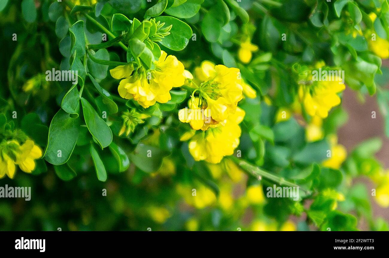 A close up photo of yellow flowers, from Devon, UK Stock Photo - Alamy