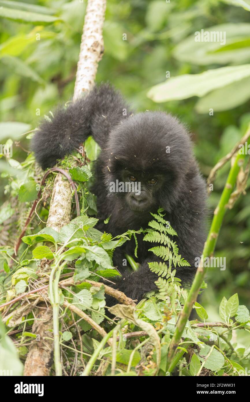 Baby Mountain Gorilla (Gorilla beringei beringei) from Sosa Group in ...