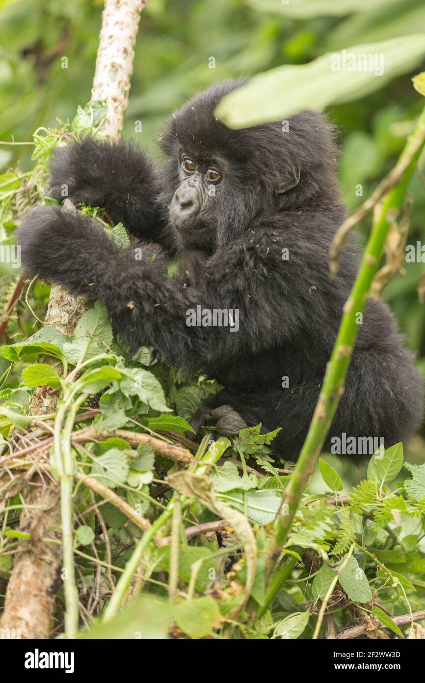 Baby Mountain Gorilla (Gorilla beringei beringei) from Sosa Group in ...