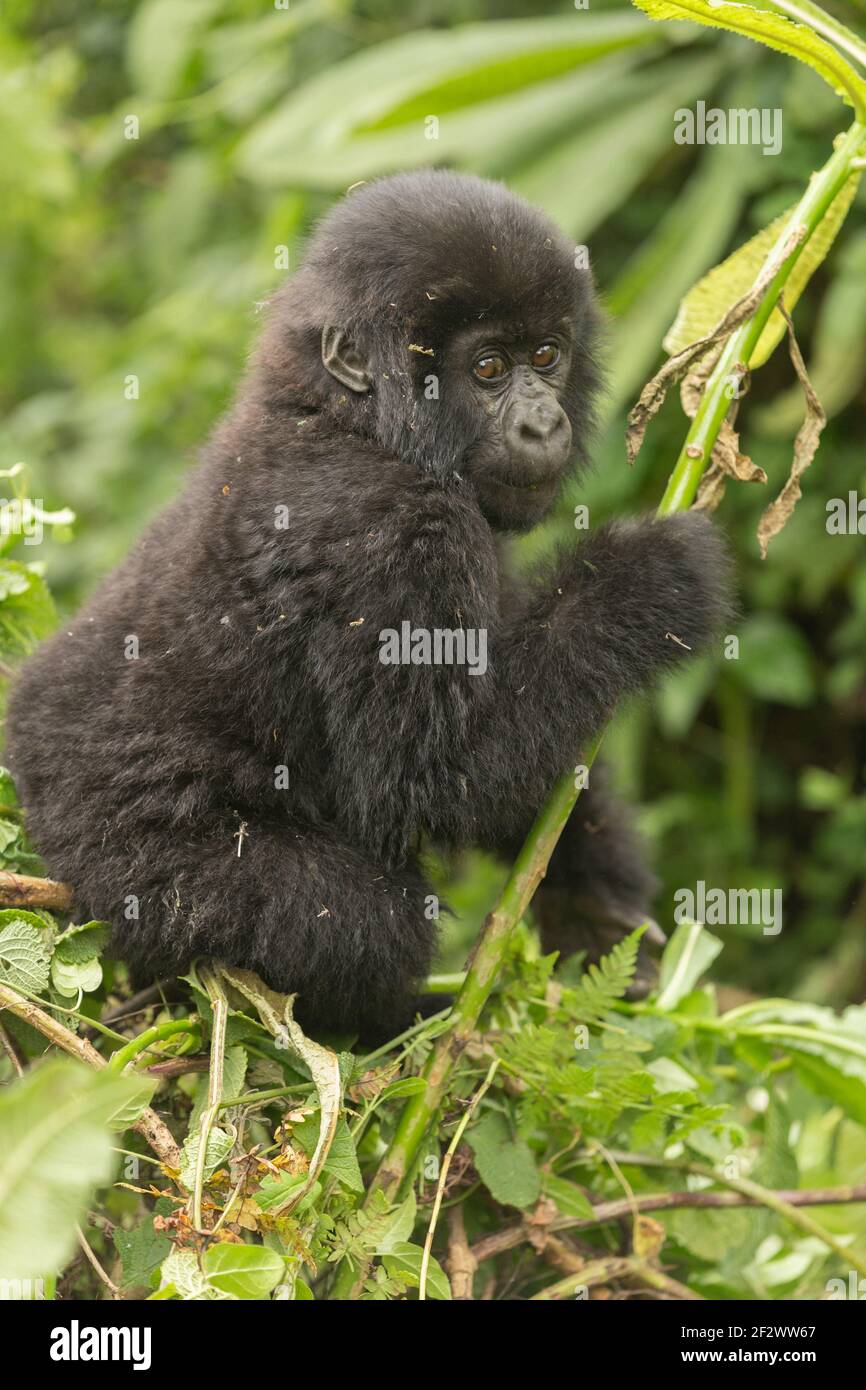 Baby Mountain Gorilla (Gorilla beringei beringei) from Sosa Group in ...