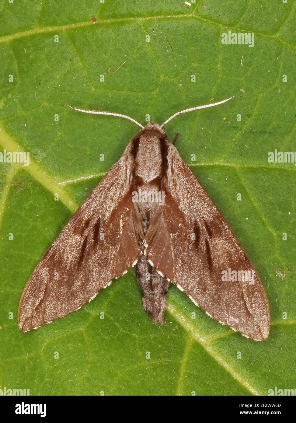 Pine Hawk-moth (Hyloicus pinastri) adult at rest on leaf Eccles-on-Sea ...