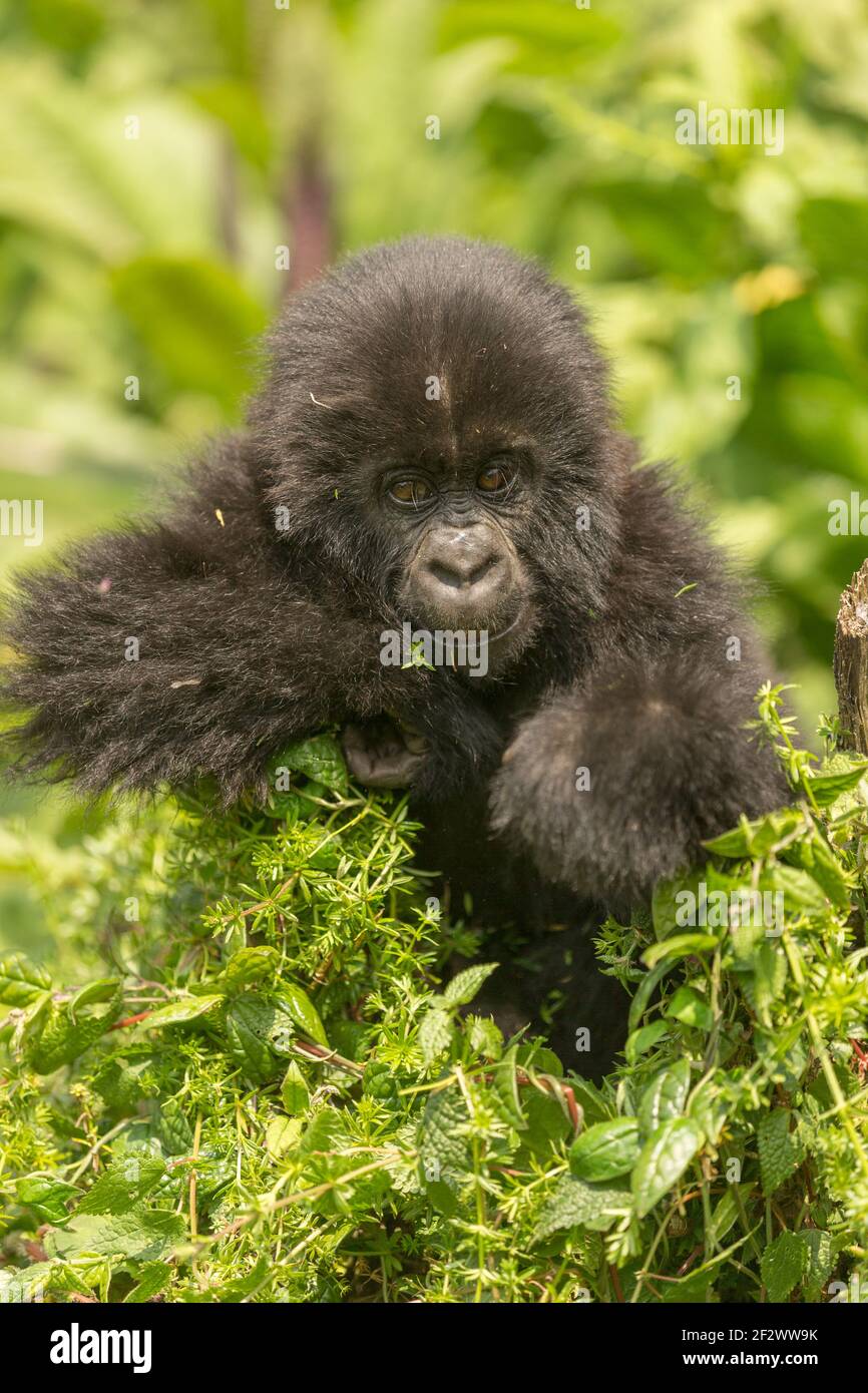 Baby Mountain Gorilla (Gorilla beringei beringei) from Sosa Group in ...
