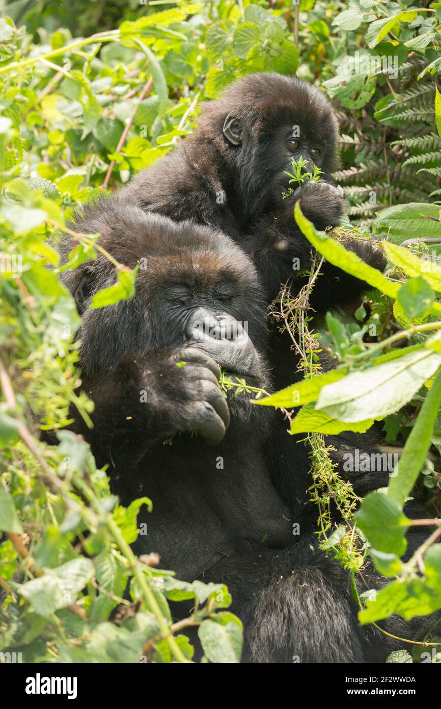 Gorillla trekking hi-res stock photography and images - Alamy