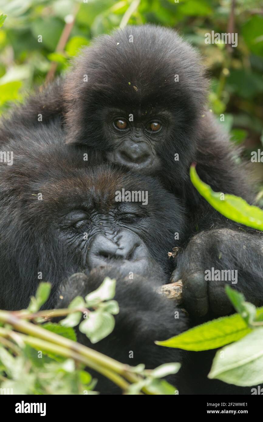 Mother and Baby Mountain Gorillas (Gorilla beringei beringei) from Sosa ...