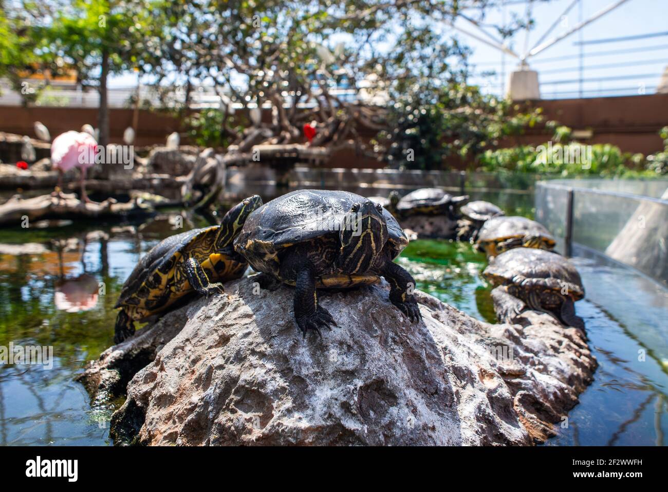 Little water turtles sunbathing in Valencia's Oceanografic aquariu ...