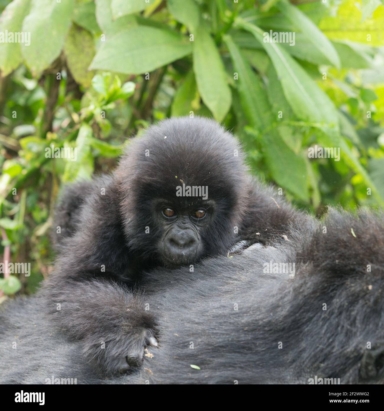 Baby Mountain Gorilla (Gorilla beringei beringei) from Sosa Group in ...
