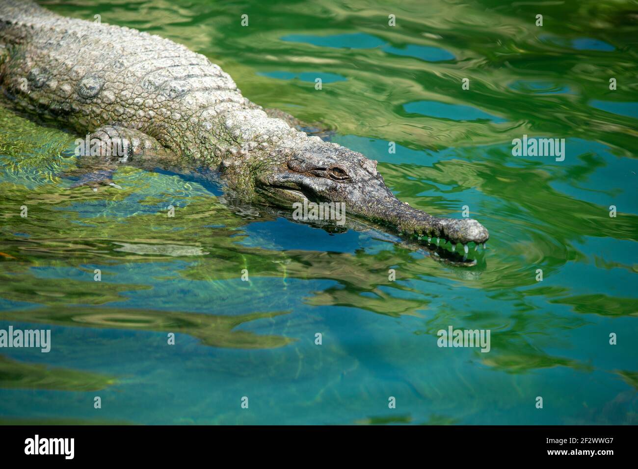 Close up of cayman resting in the water inside the Oceanografic ...