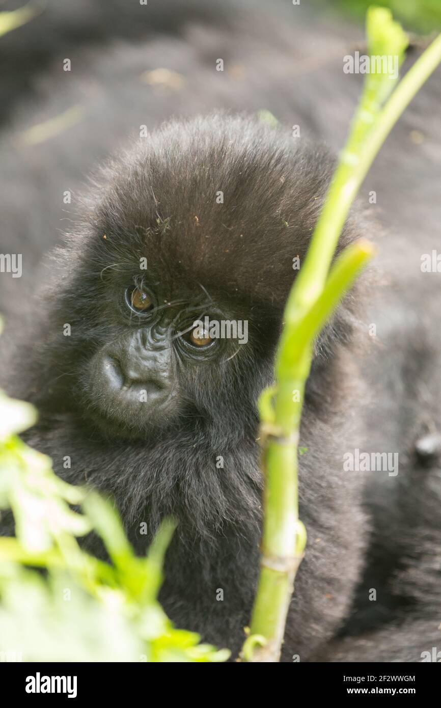 Baby Mountain Gorilla (Gorilla beringei beringei) from Sosa Group in ...