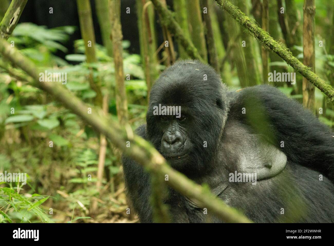 Adult Mountain Gorilla (Gorilla beringei beringei) from Agashya Group ...