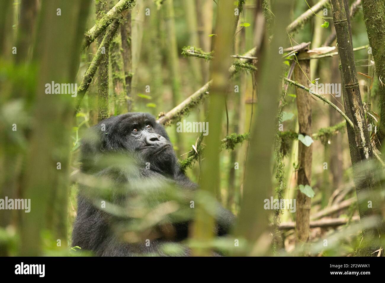 Adult Mountain Gorilla (Gorilla beringei beringei) from Agashya Group ...