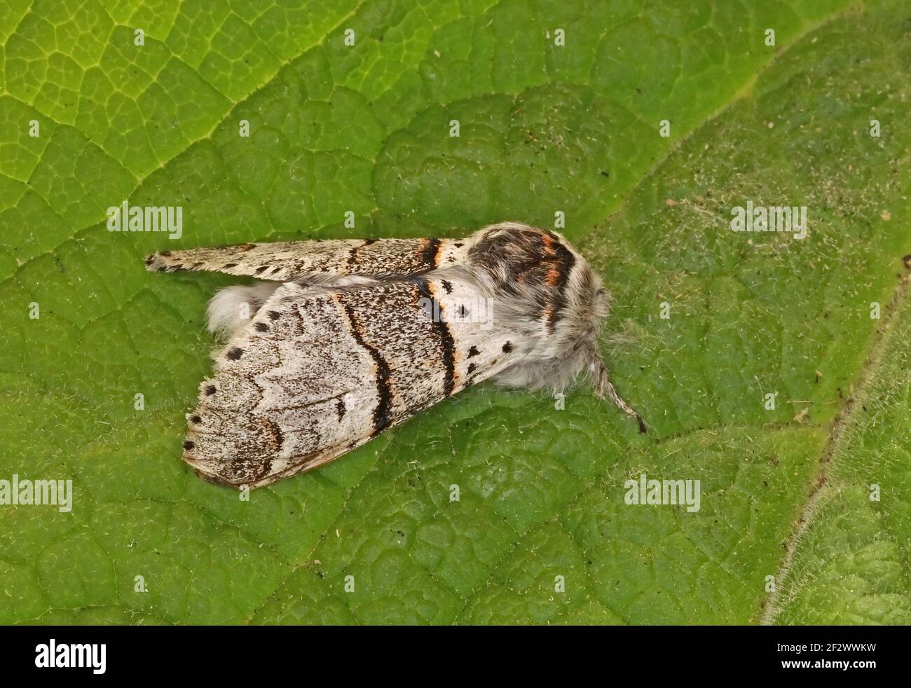 Poplar Kitten moth (Furcula bifida) adult at rest on leaf Eccles-on-Sea ...