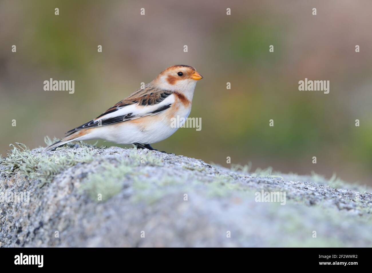 Winter male snow bunting hi-res stock photography and images - Alamy