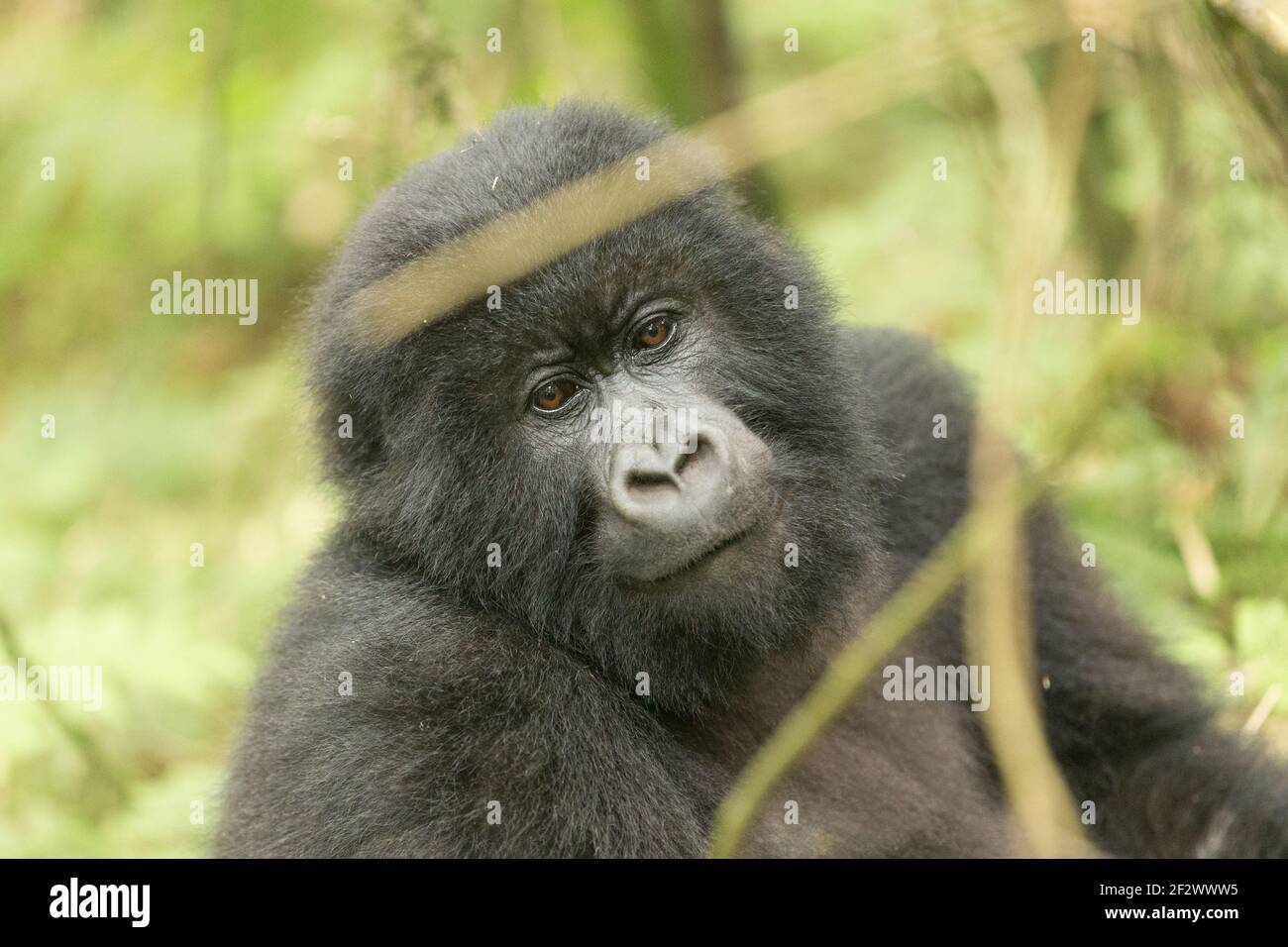 Young Adult Mountain Gorilla (Gorilla beringei beringei) from Agashya ...