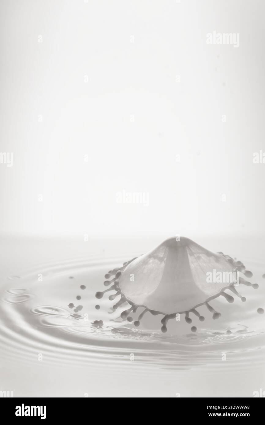 Beautiful splash on the milk liquid surface from falling two drops of ...