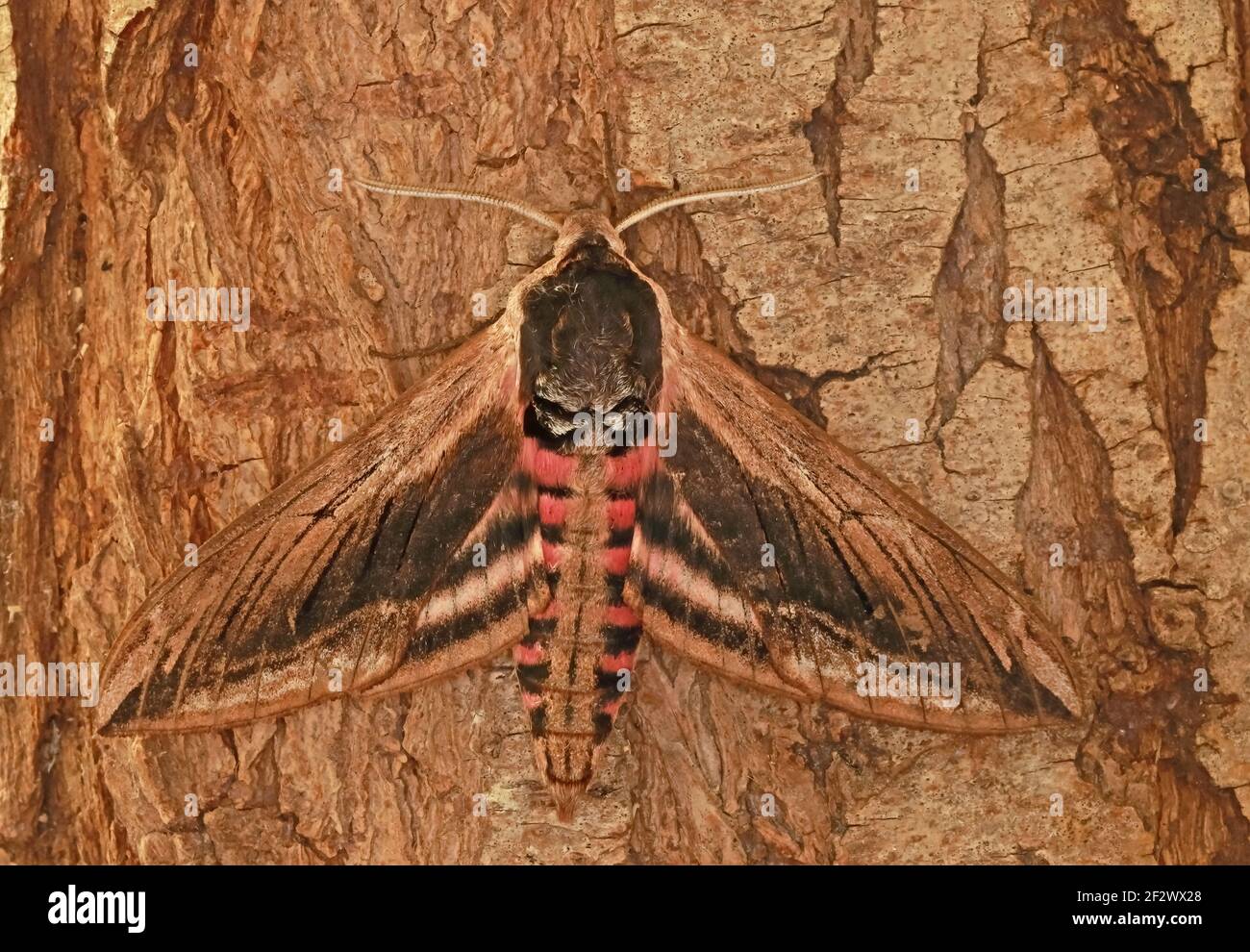 Privit hi-res stock photography and images - Alamy