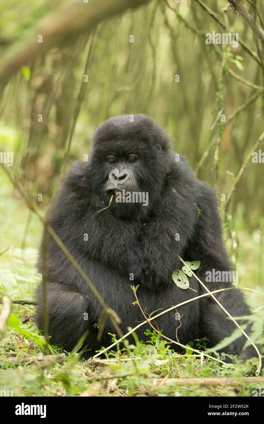 Young Adult Mountain Gorilla (Gorilla beringei beringei) from Agashya ...