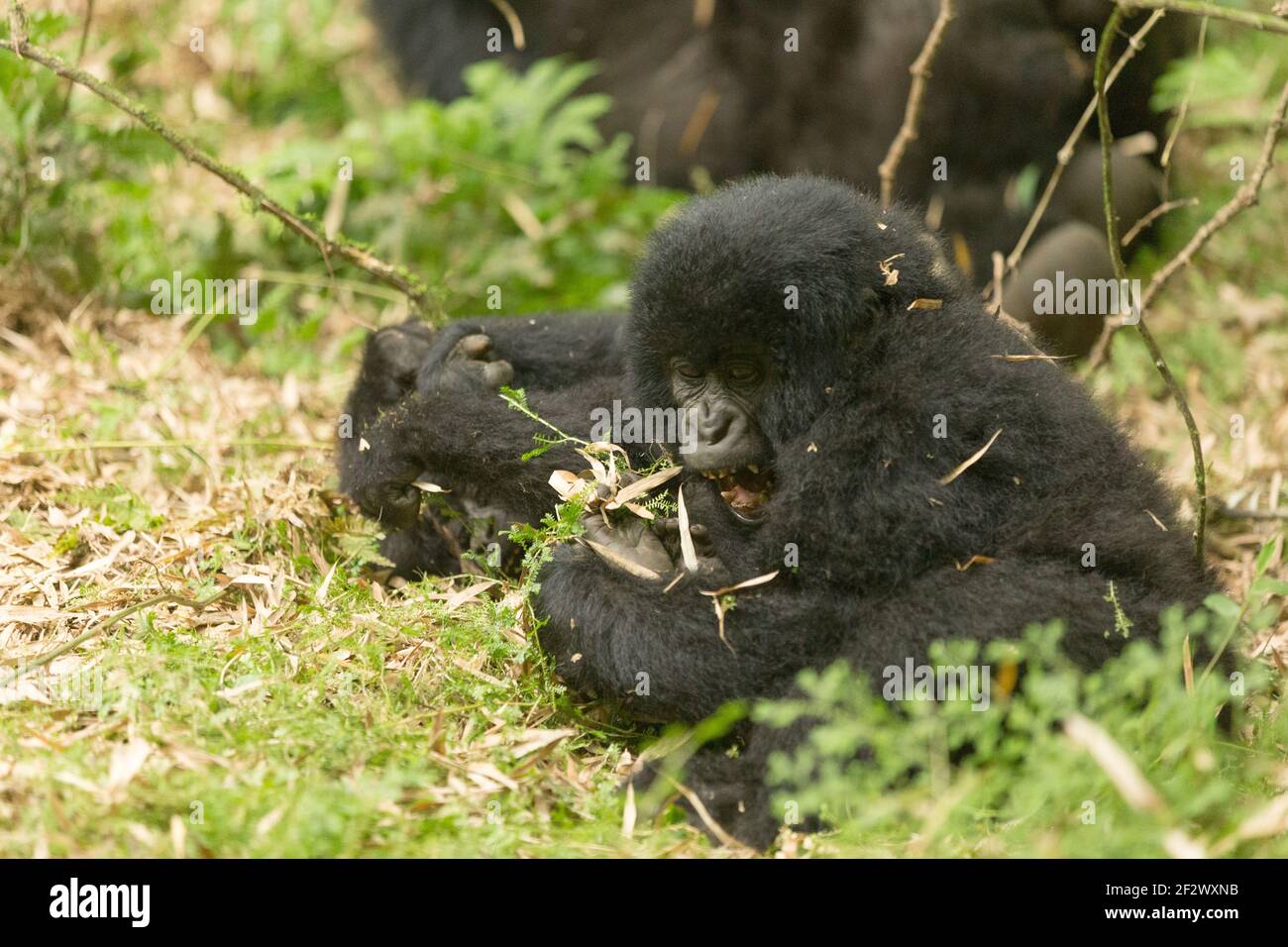 Baby Mountain Gorillas (Gorilla beringei beringei) from Agashya Group ...