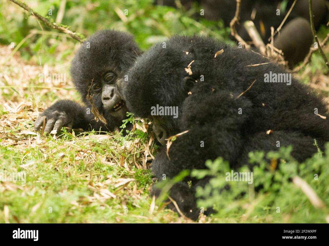 Baby Mountain Gorillas (Gorilla beringei beringei) from Agashya Group ...
