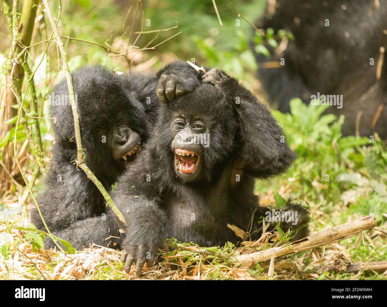 Baby Mountain Gorillas (Gorilla beringei beringei) from Agashya Group ...