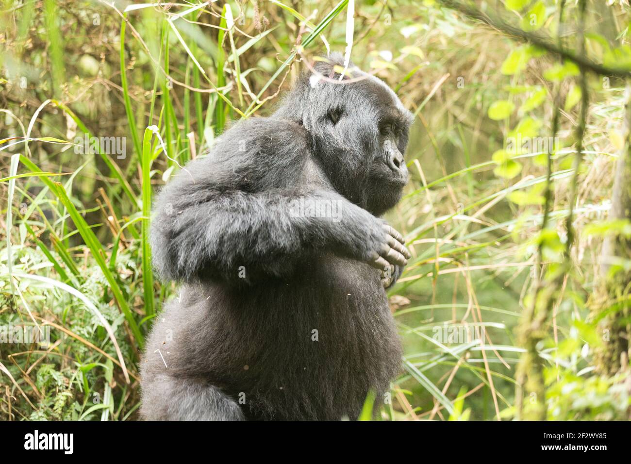 Adult Mountain Gorilla (Gorilla beringei beringei) from Agashya Group ...