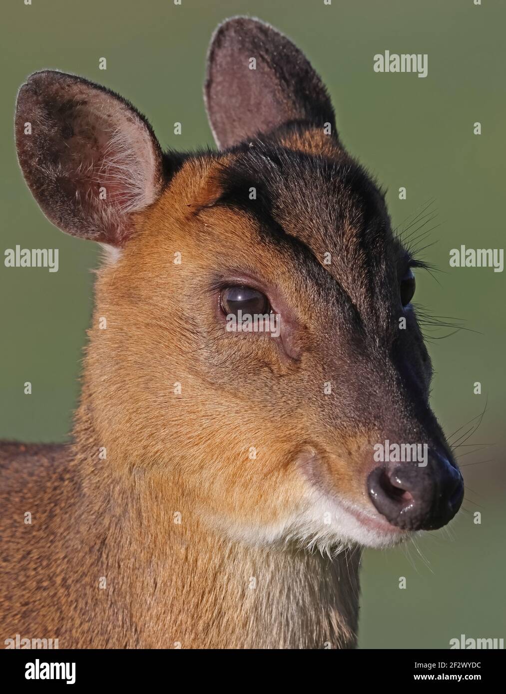 Reeves's Muntjac (Muntiacus reevesi) close up of adult female head ...