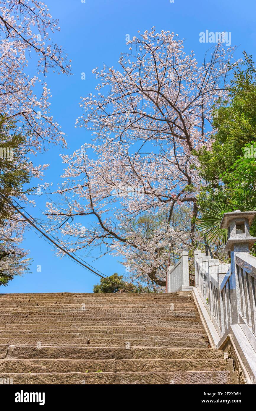 tokyo, japan - april 13 2020: Cherry blossoms tree at top of the famous ...