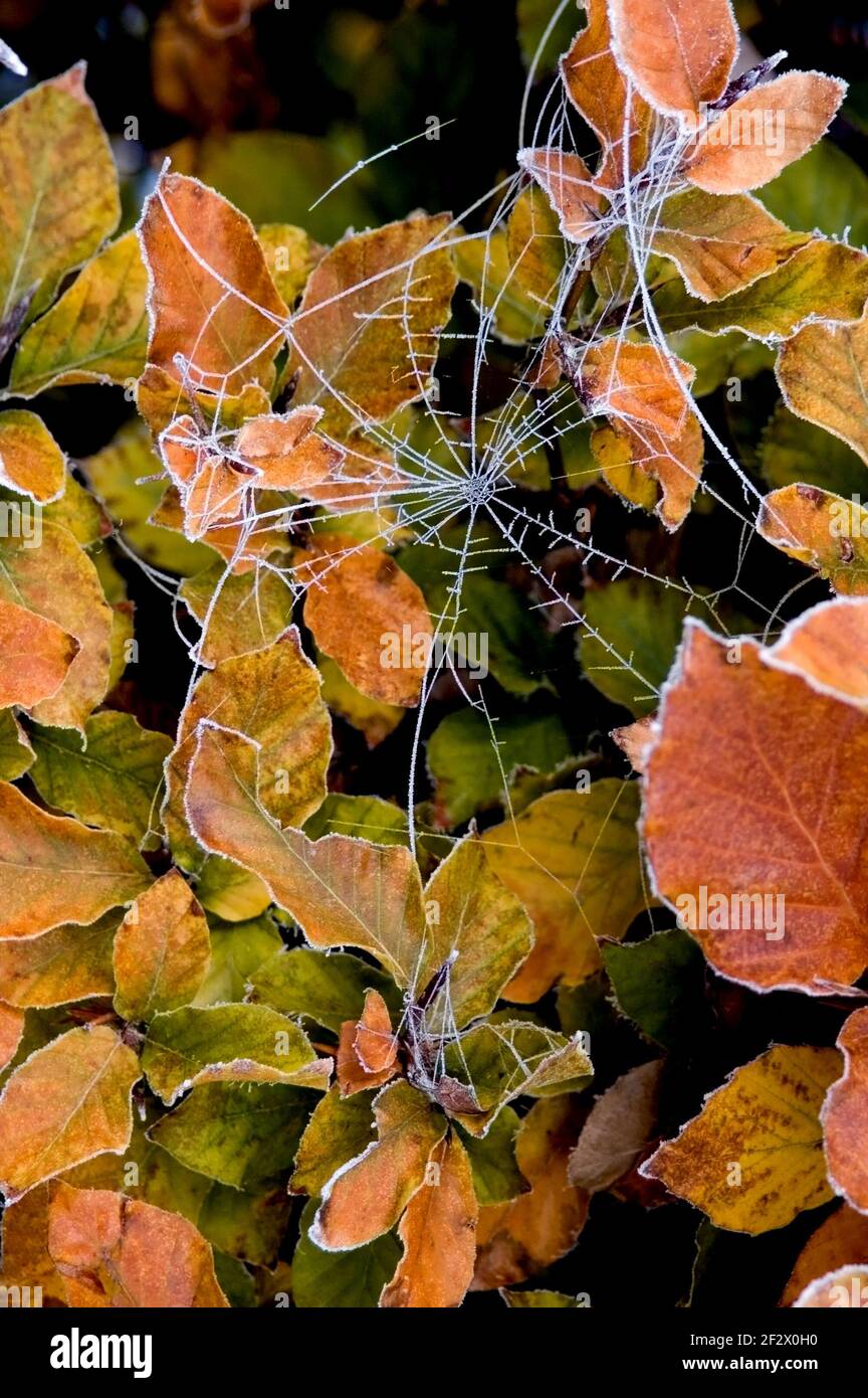 Frozen Spider Webs High Resolution Stock Photography and Images - Alamy
