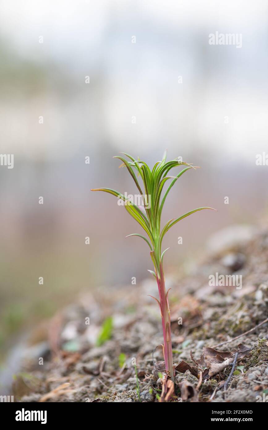 Vegetation sprouting hi-res stock photography and images - Alamy