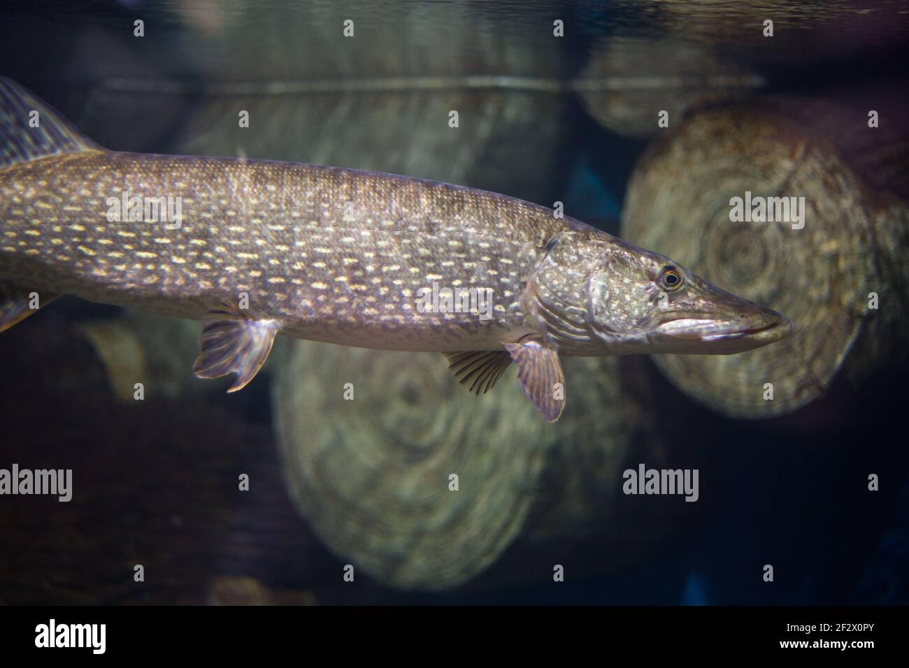 big fish pike swims in water, behind glass in an aquarium Stock Photo ...