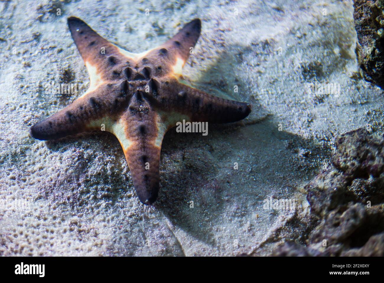 Starfish tank hi-res stock photography and images - Alamy