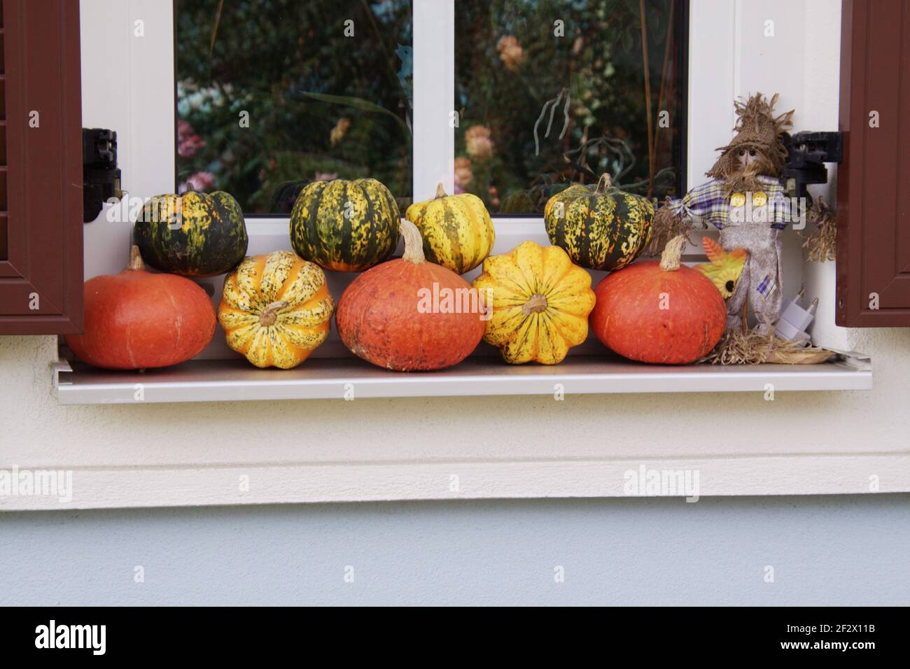 Pumpkin harvest in southern Styria, Austria, Europe Stock Photo - Alamy