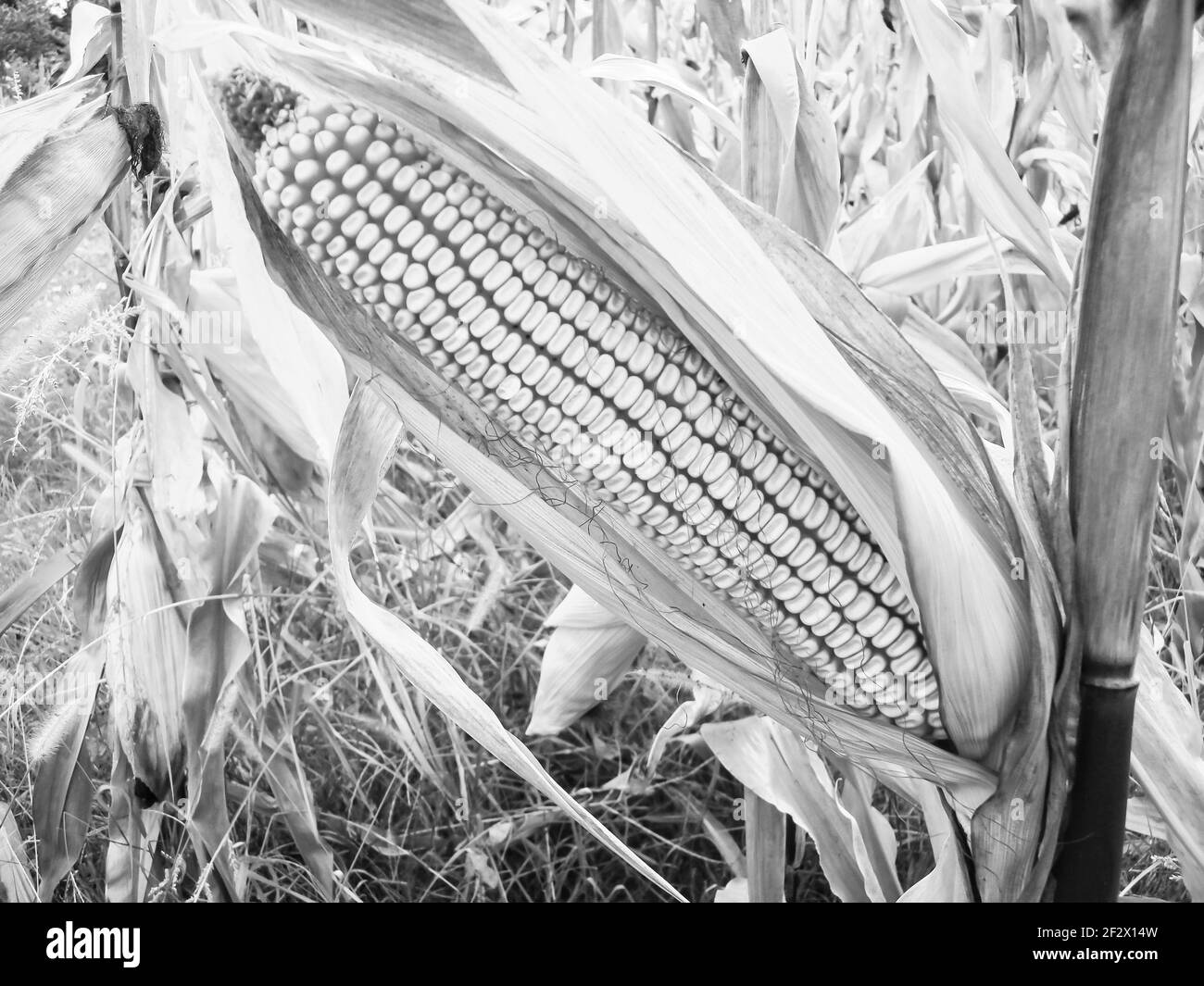 Dry corn field, dry corn stalks, end of season Stock Photo - Alamy
